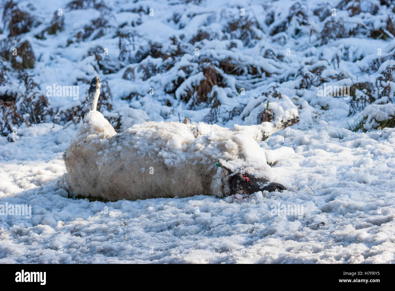 dead sheep frozen in snow Stock Photo - Alamy