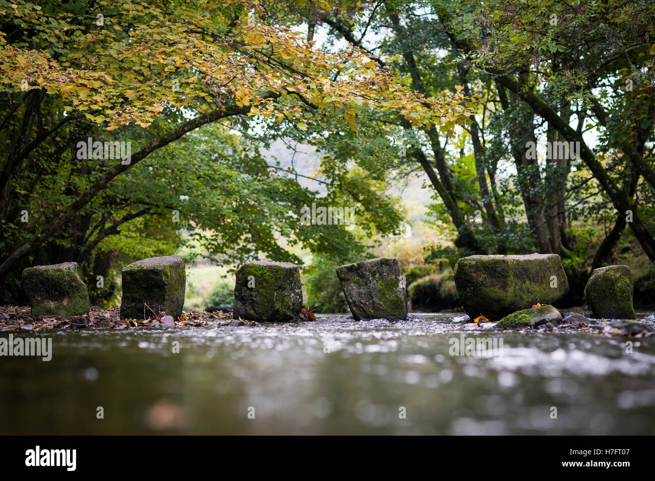 Bridford woods hi-res stock photography and images - Alamy