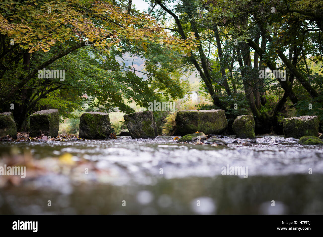 River teign at dunsford woods hi-res stock photography and images - Alamy