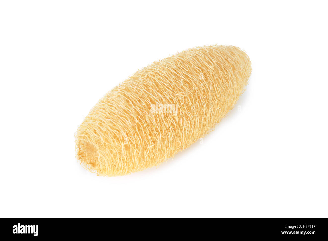 Dry Luffa, luffa sponge on white background, isolated with soft shadow ...