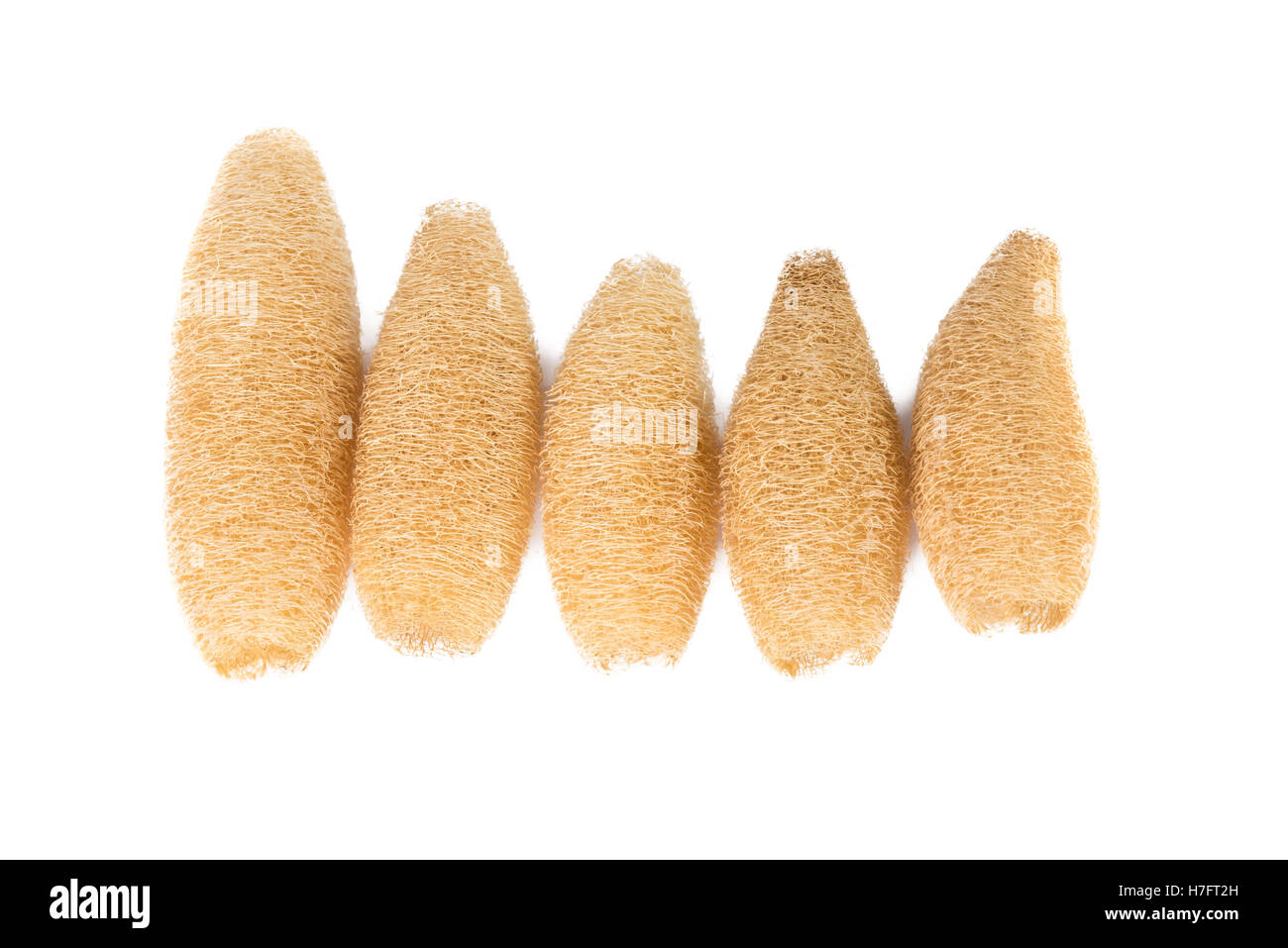 Dry Luffa, luffa sponge on white background, isolated with soft shadow ...