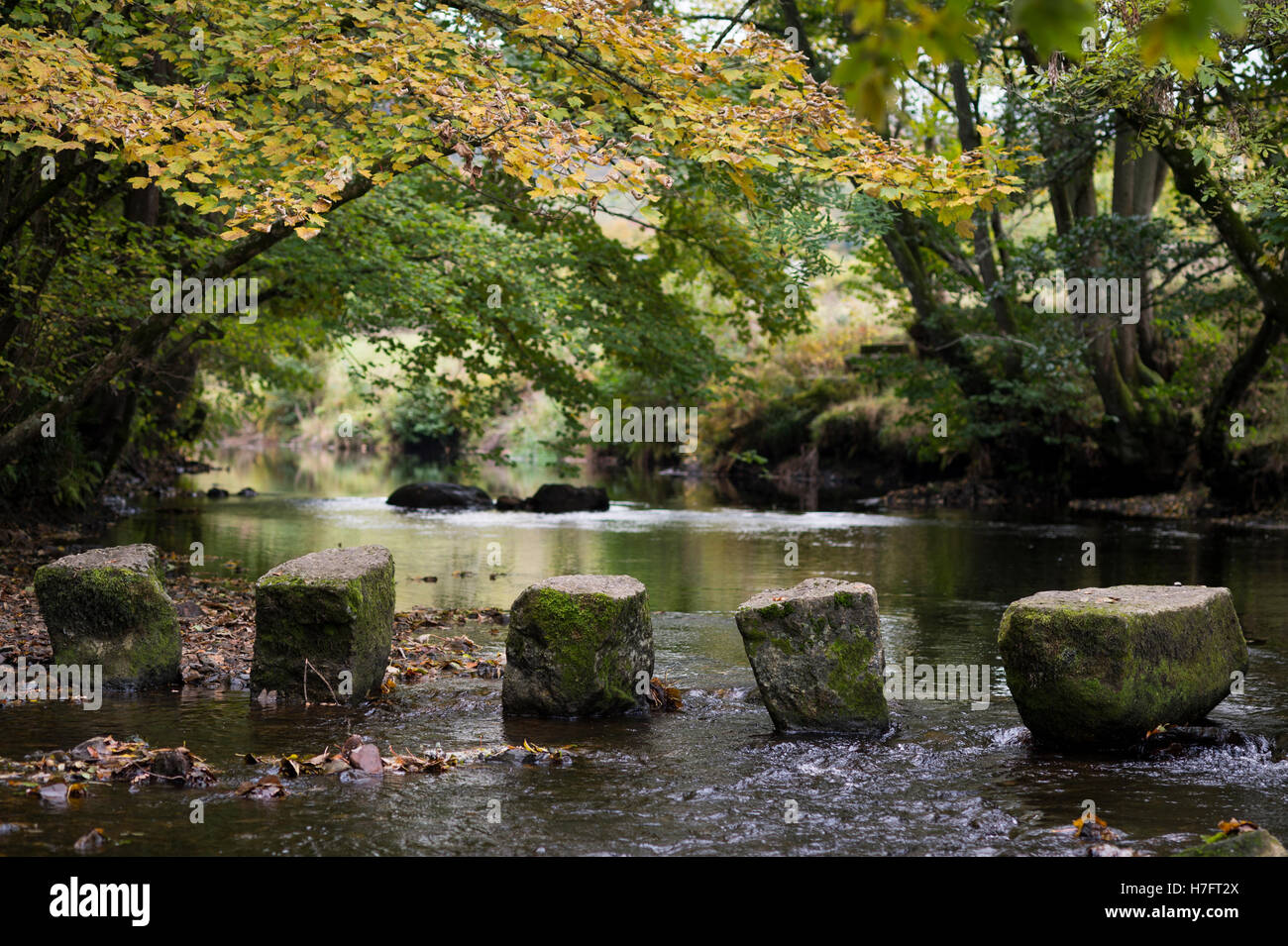 Stepping stones to Dunsford across the River Teign, Bridford Wood ...