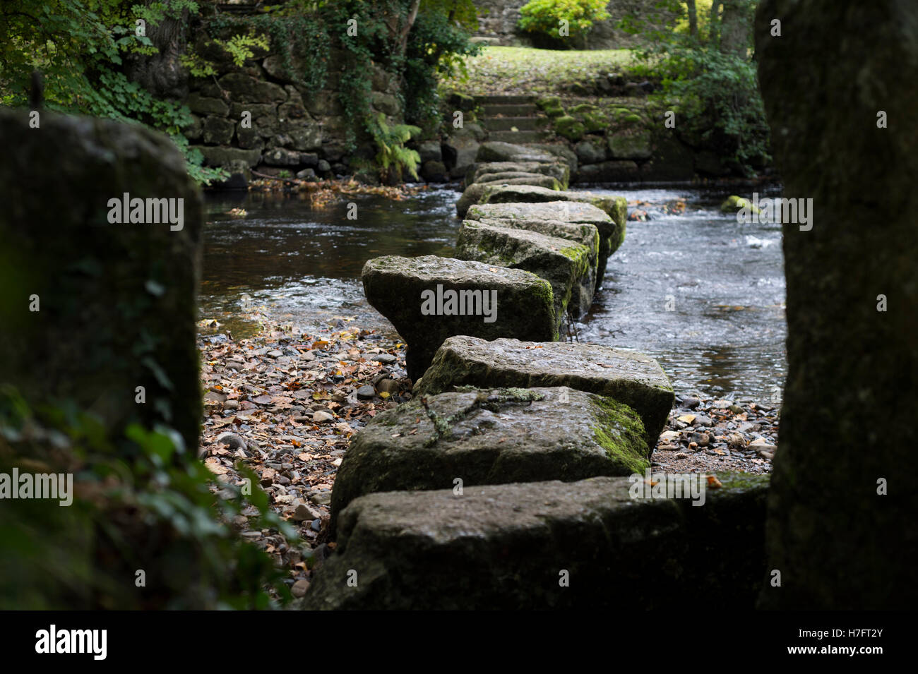 Bridford woods hi-res stock photography and images - Alamy