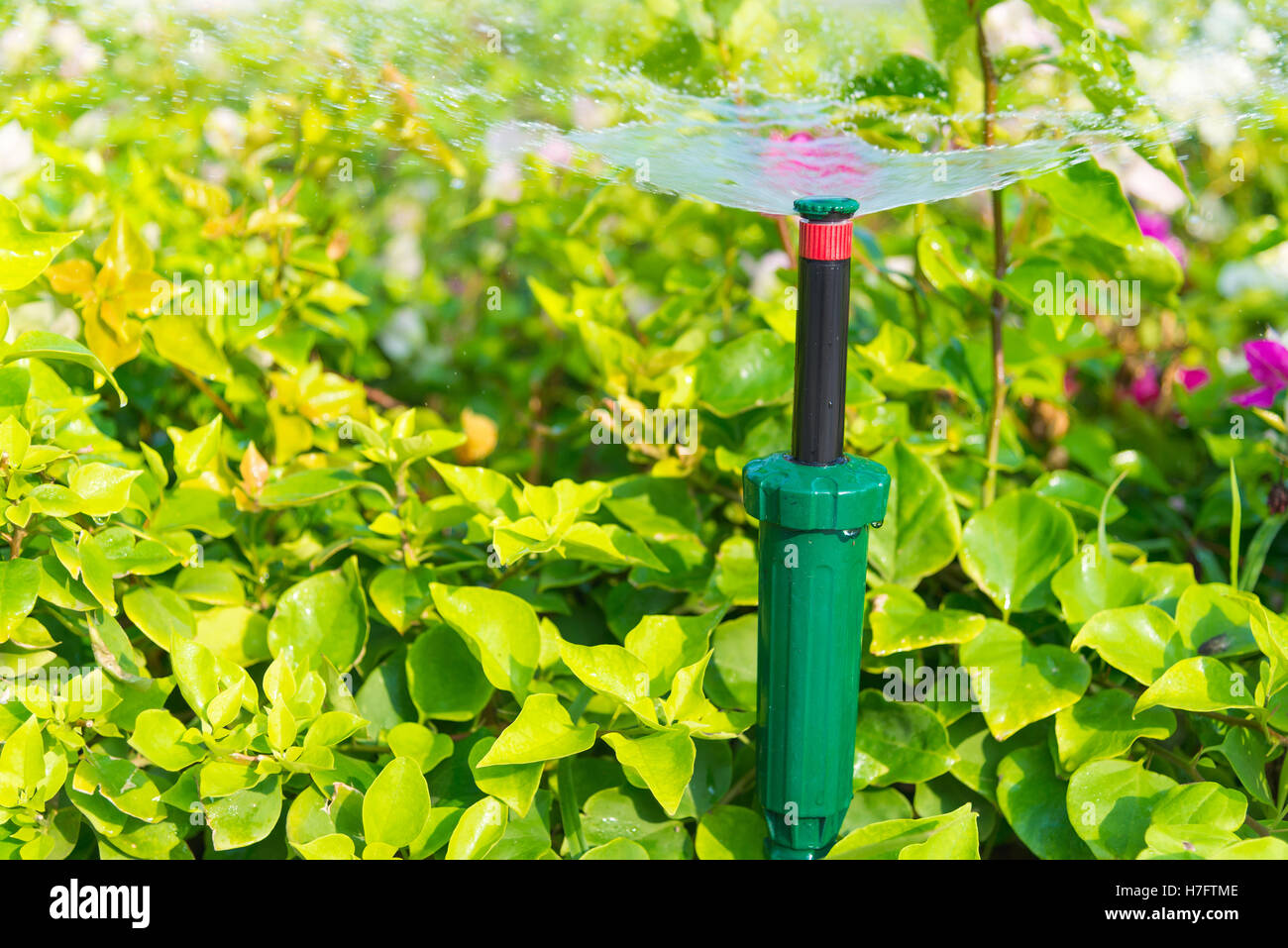 Water springer in the garden with plant and flower Stock Photo - Alamy