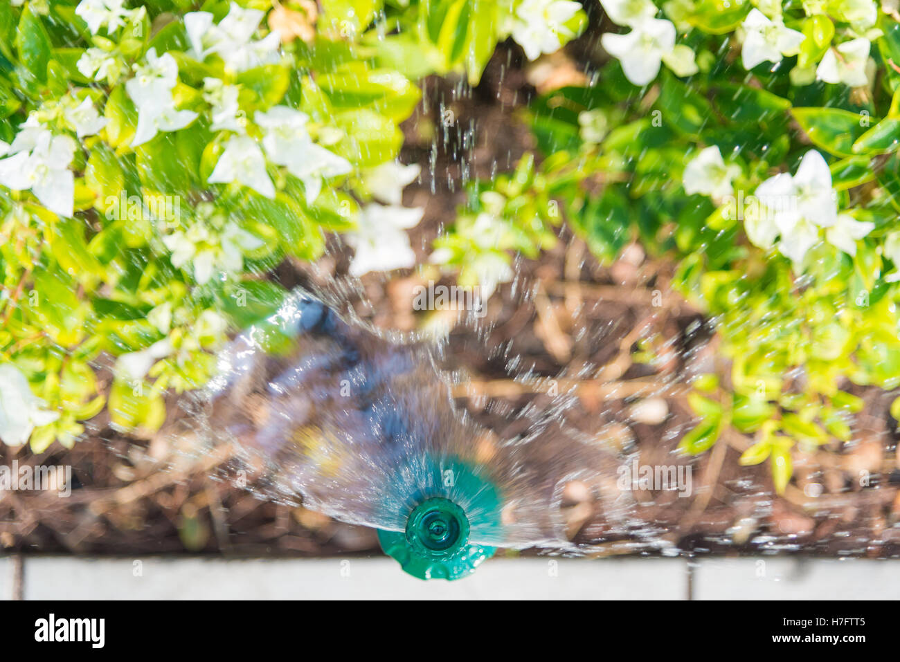 Water springer in the garden with plant and flower Stock Photo - Alamy
