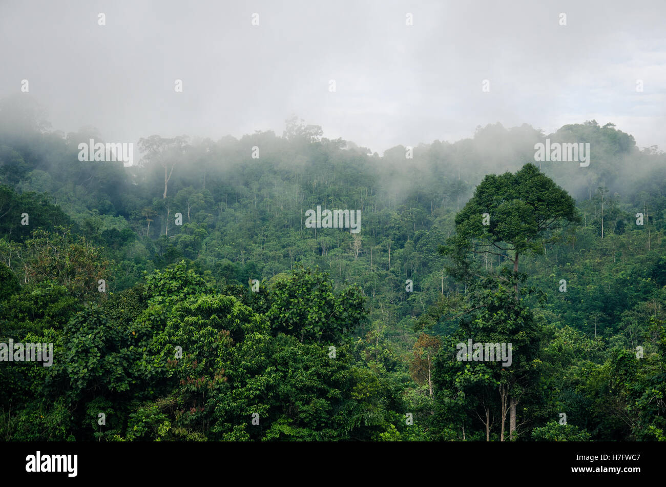 Misty morning in the rainforest Stock Photo - Alamy