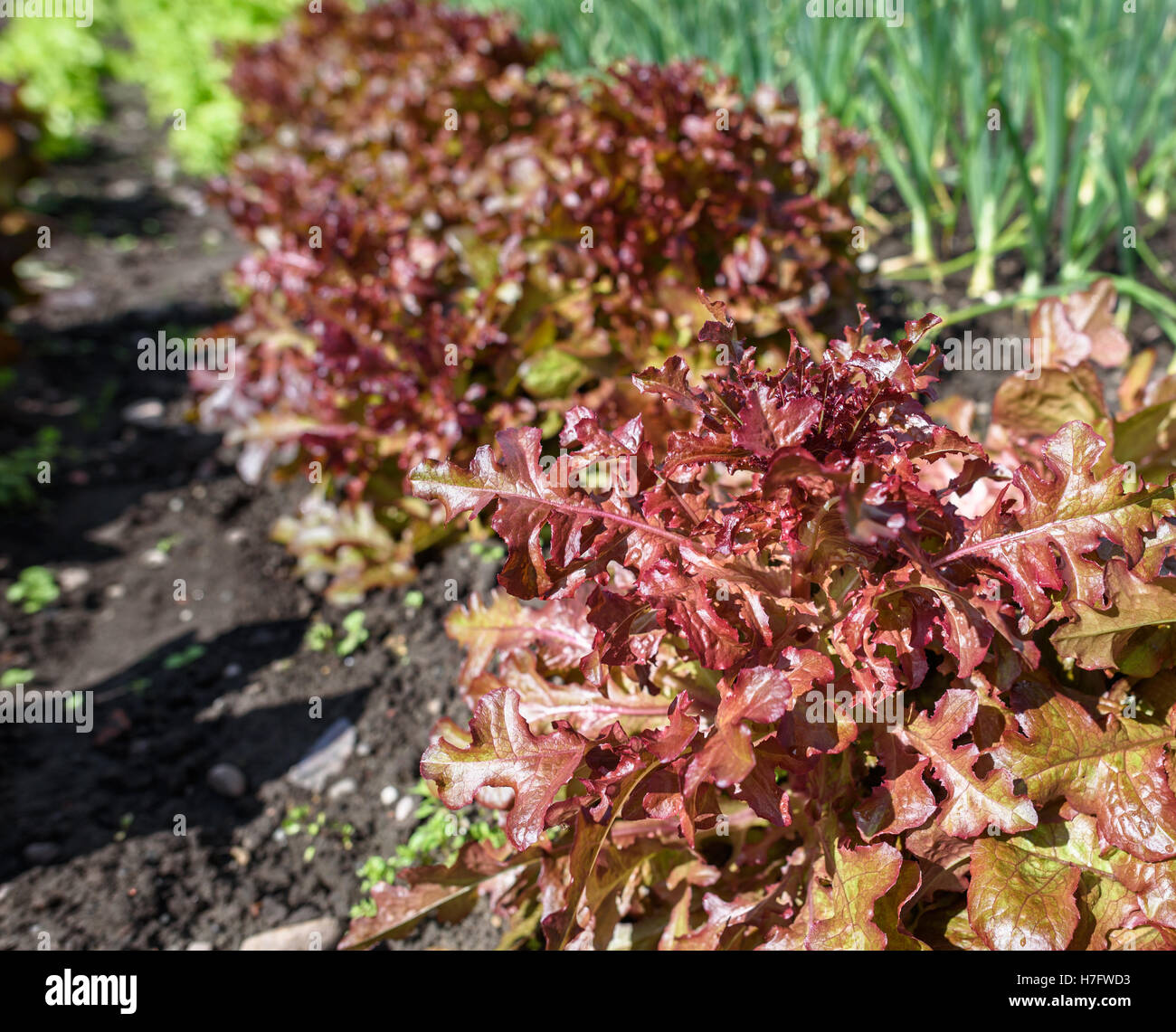 Lettuce crop hi-res stock photography and images - Alamy