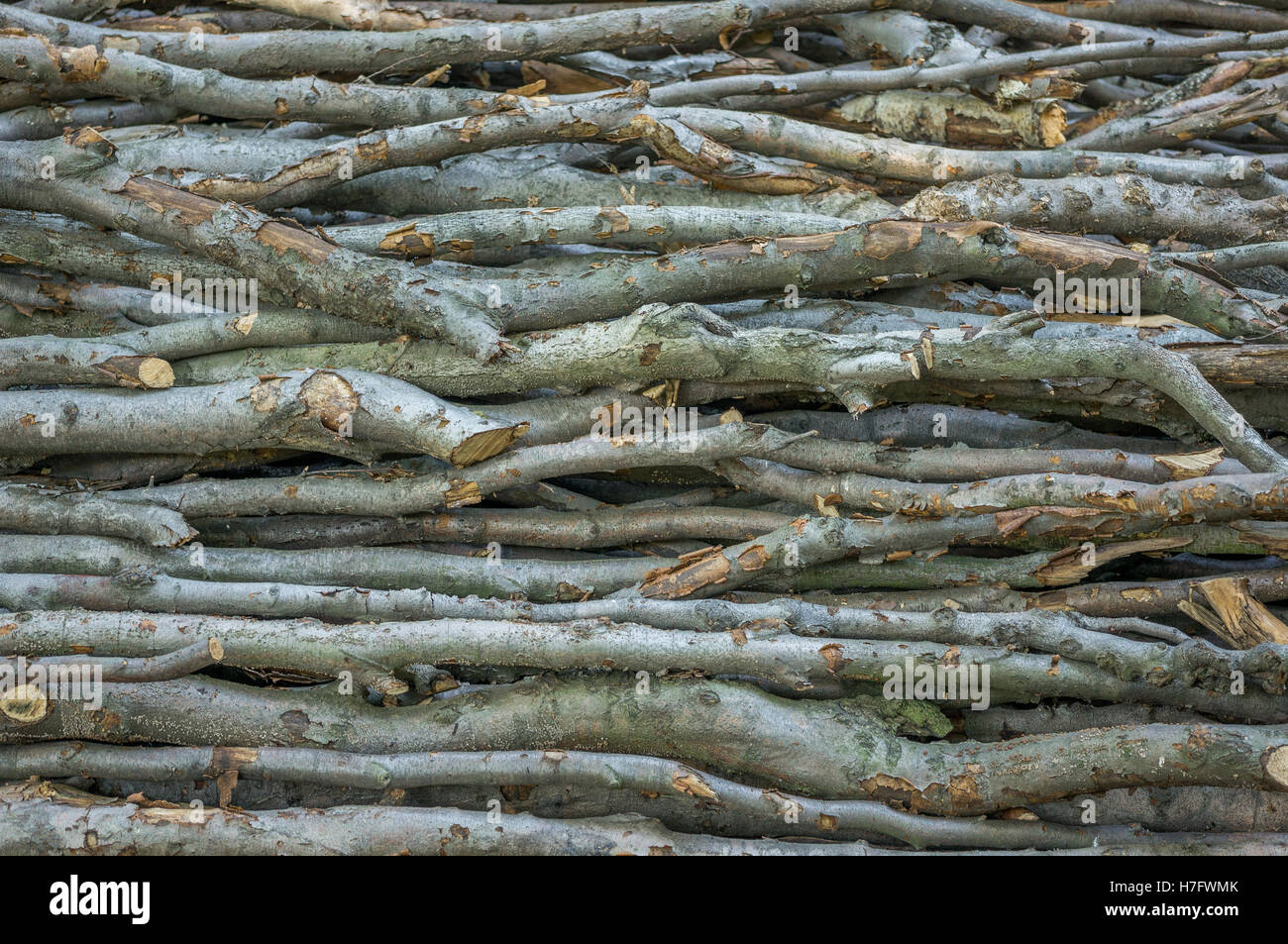Beech tree branches placed on a pile Stock Photo - Alamy