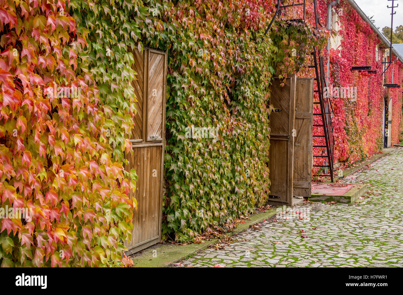 Old farm and stable covered with colorful autumn creeper in Bagieniec ...
