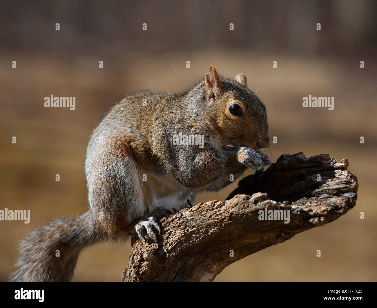 Eat dead wood hi-res stock photography and images - Alamy