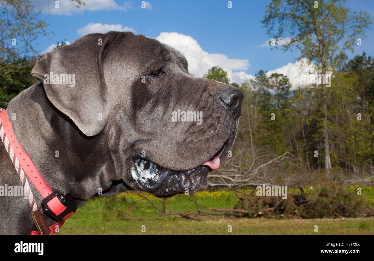 Gray Great Dane with a pink collar on a grassy field Stock Photo - Alamy
