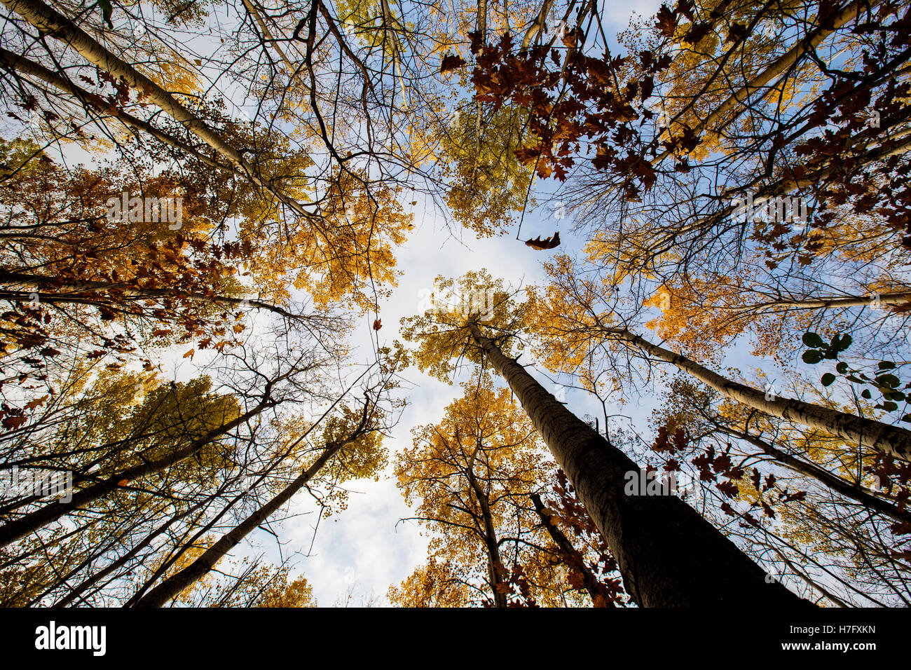 Vibrant colors maple leaf trees hi-res stock photography and images - Alamy
