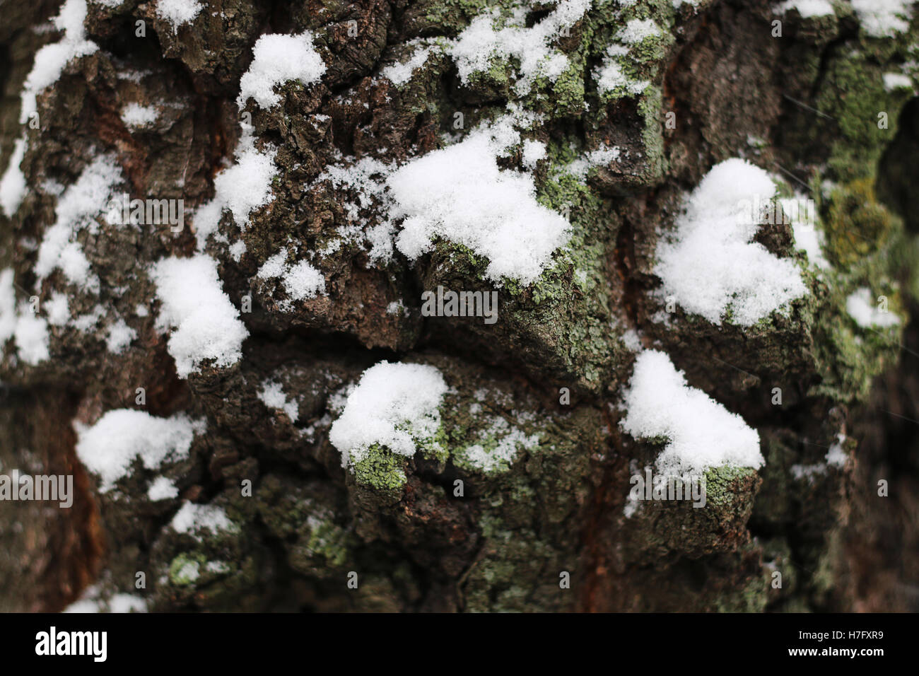 tree bark winter Stock Photo - Alamy