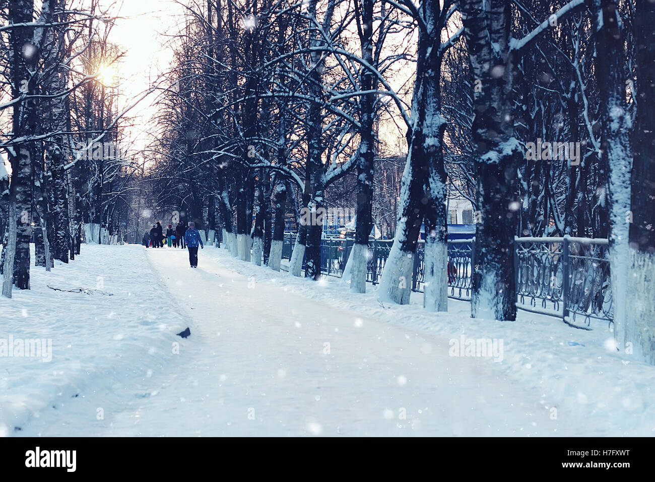 trees pathway winter Stock Photo - Alamy