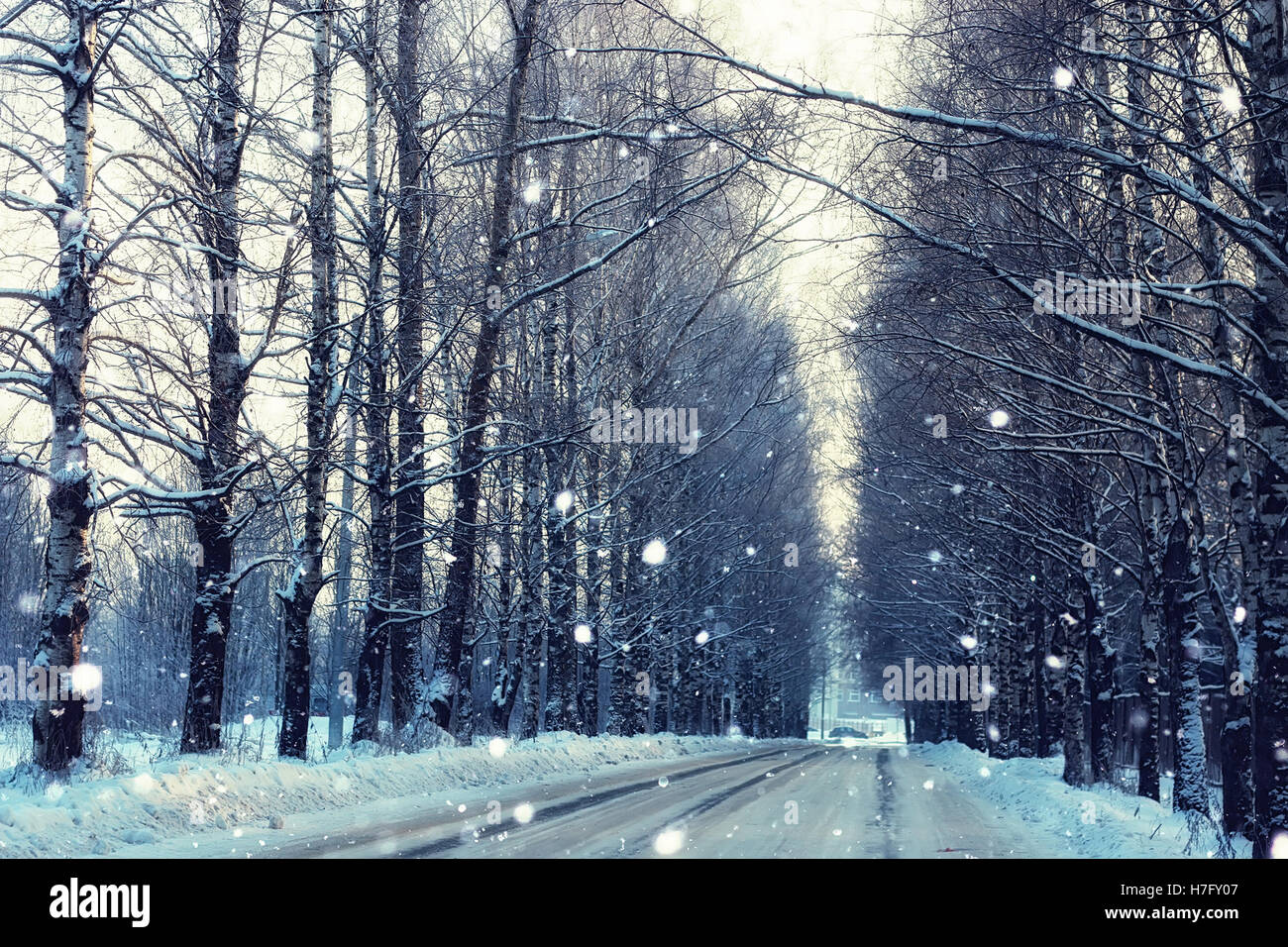 road trees winter Stock Photo - Alamy
