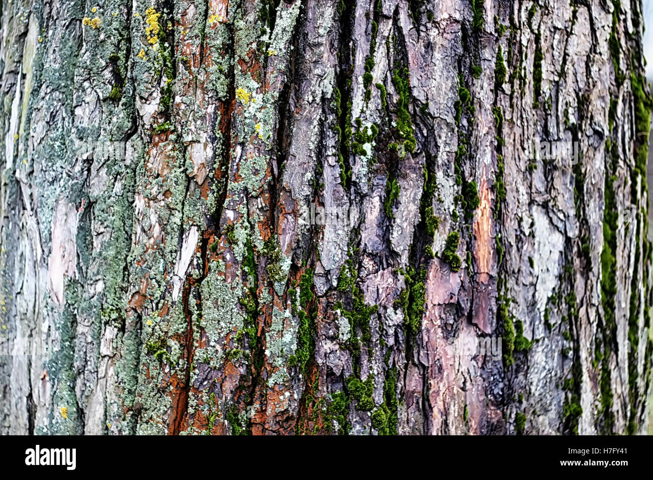 background tree texture Stock Photo - Alamy