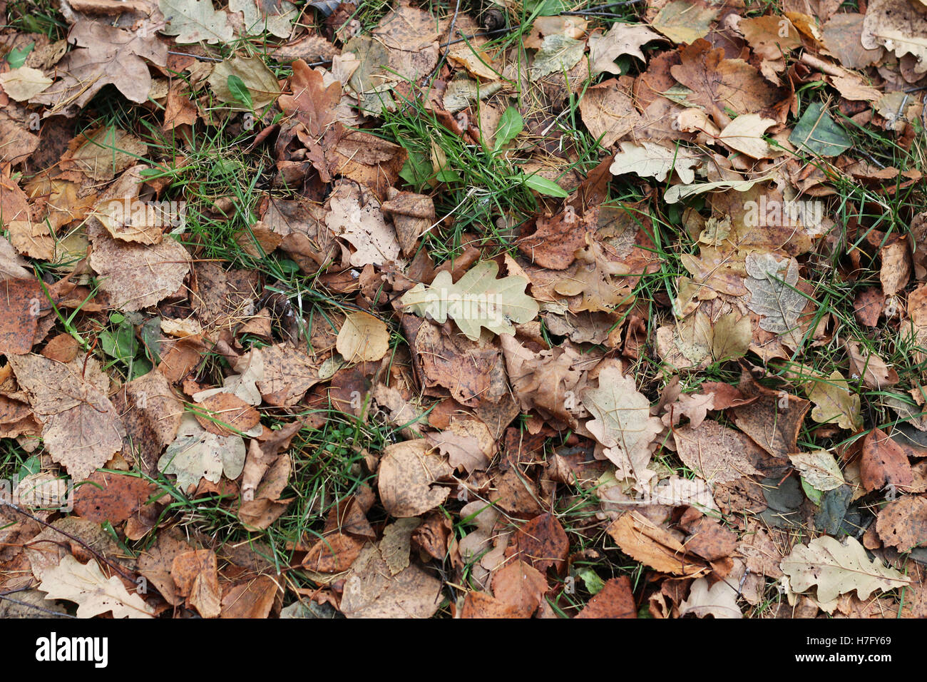 leaves on the ground background Stock Photo - Alamy