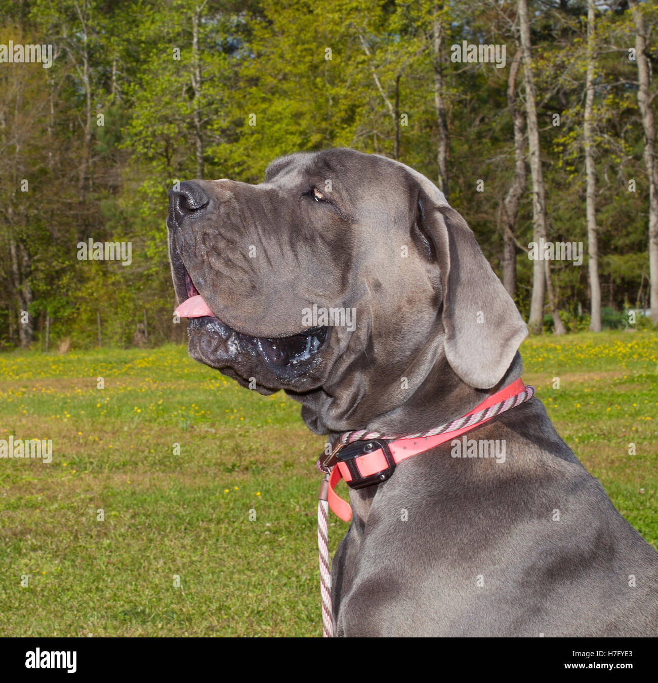 Grey Great Dane purebred sitting on a grassy field Stock Photo - Alamy