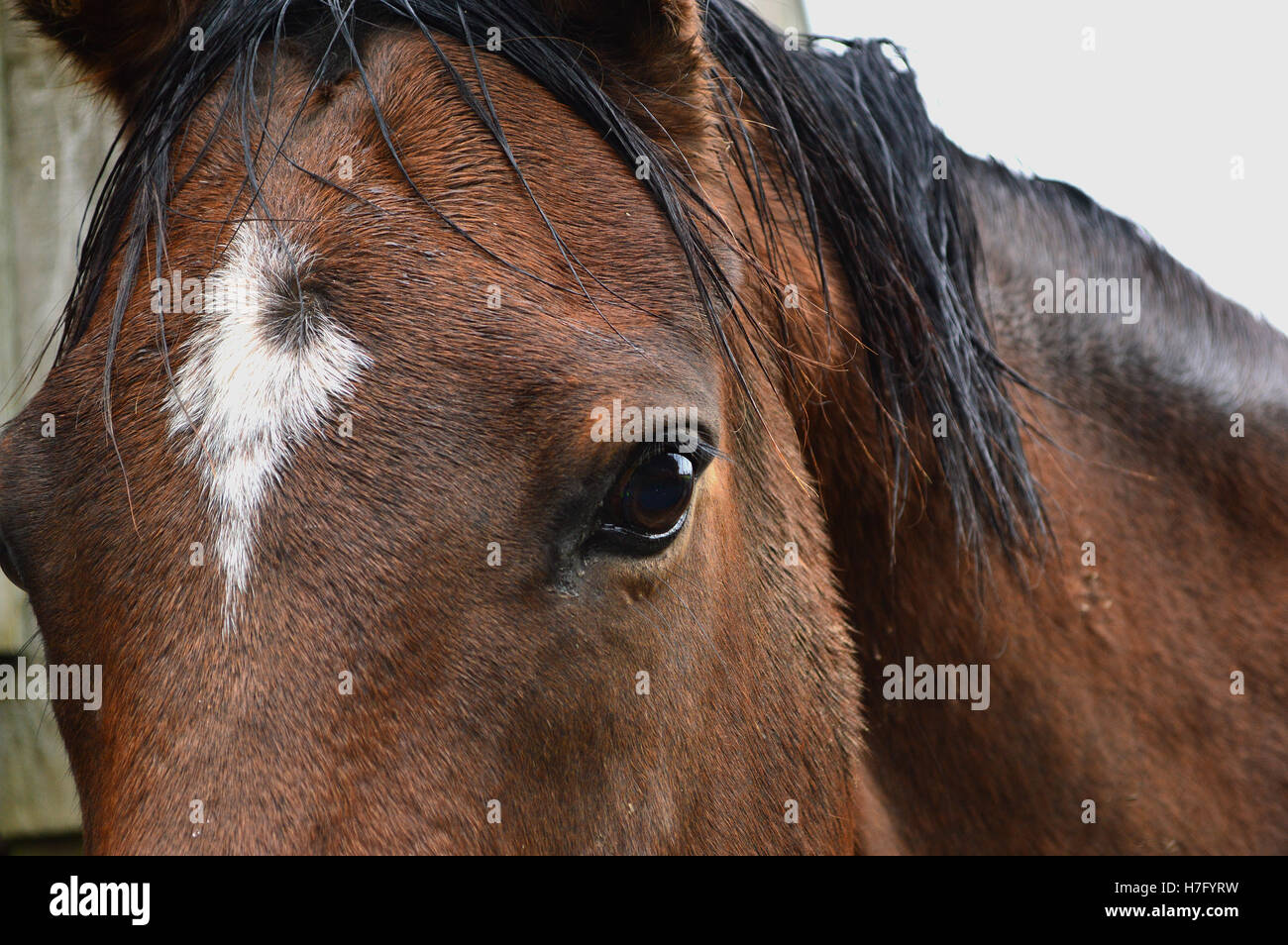 Face horse hi-res stock photography and images - Alamy