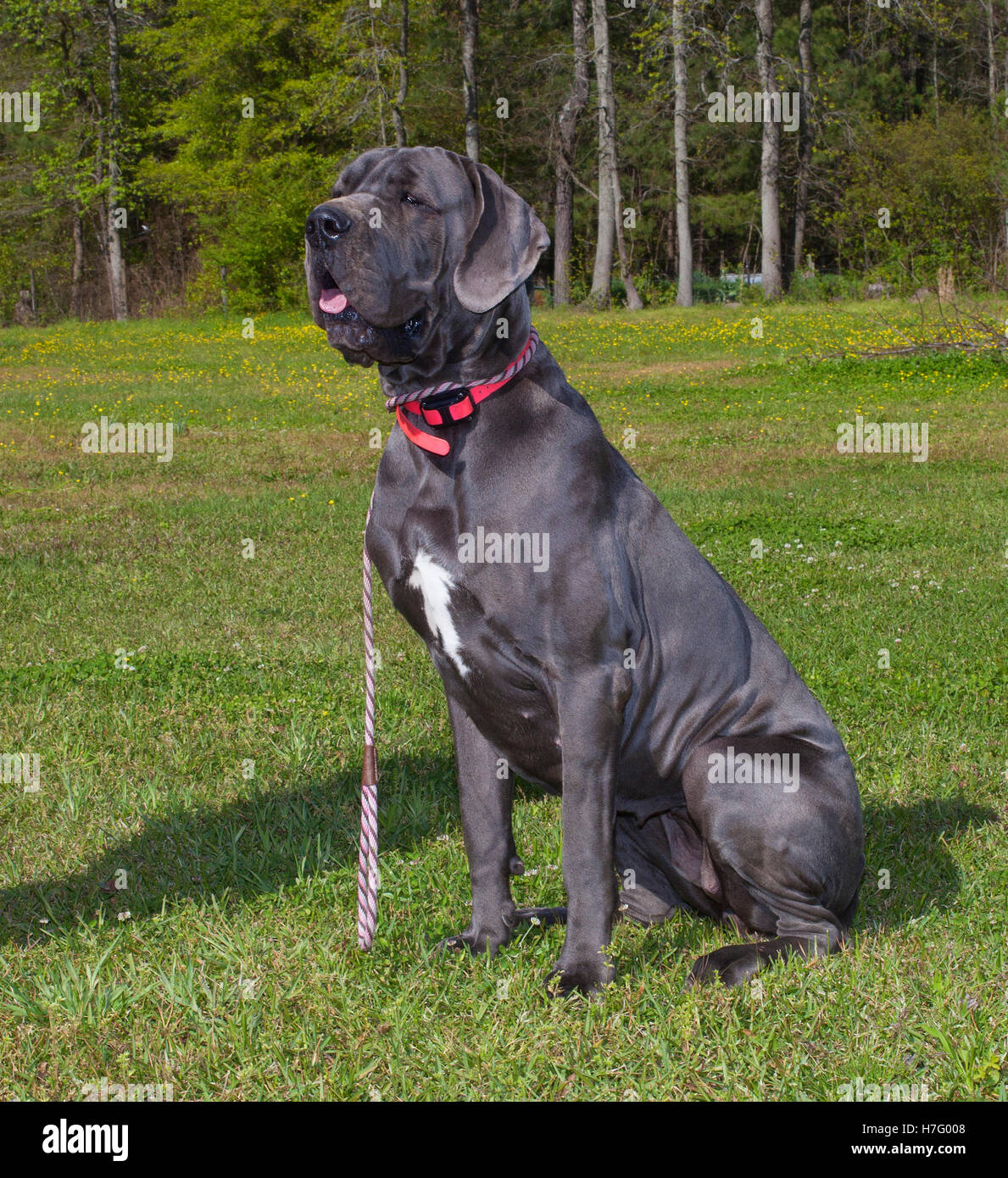 Purebred blue Great Dane that is sitting on the grass Stock Photo - Alamy