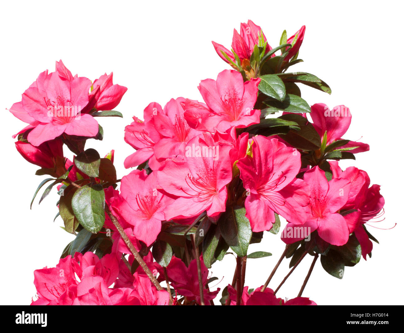 Pink azalea in bloom isolated on a white background Stock Photo - Alamy
