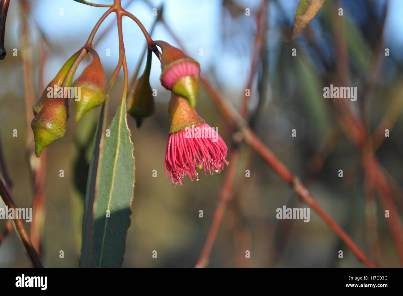 Gumnuts hi-res stock photography and images - Alamy