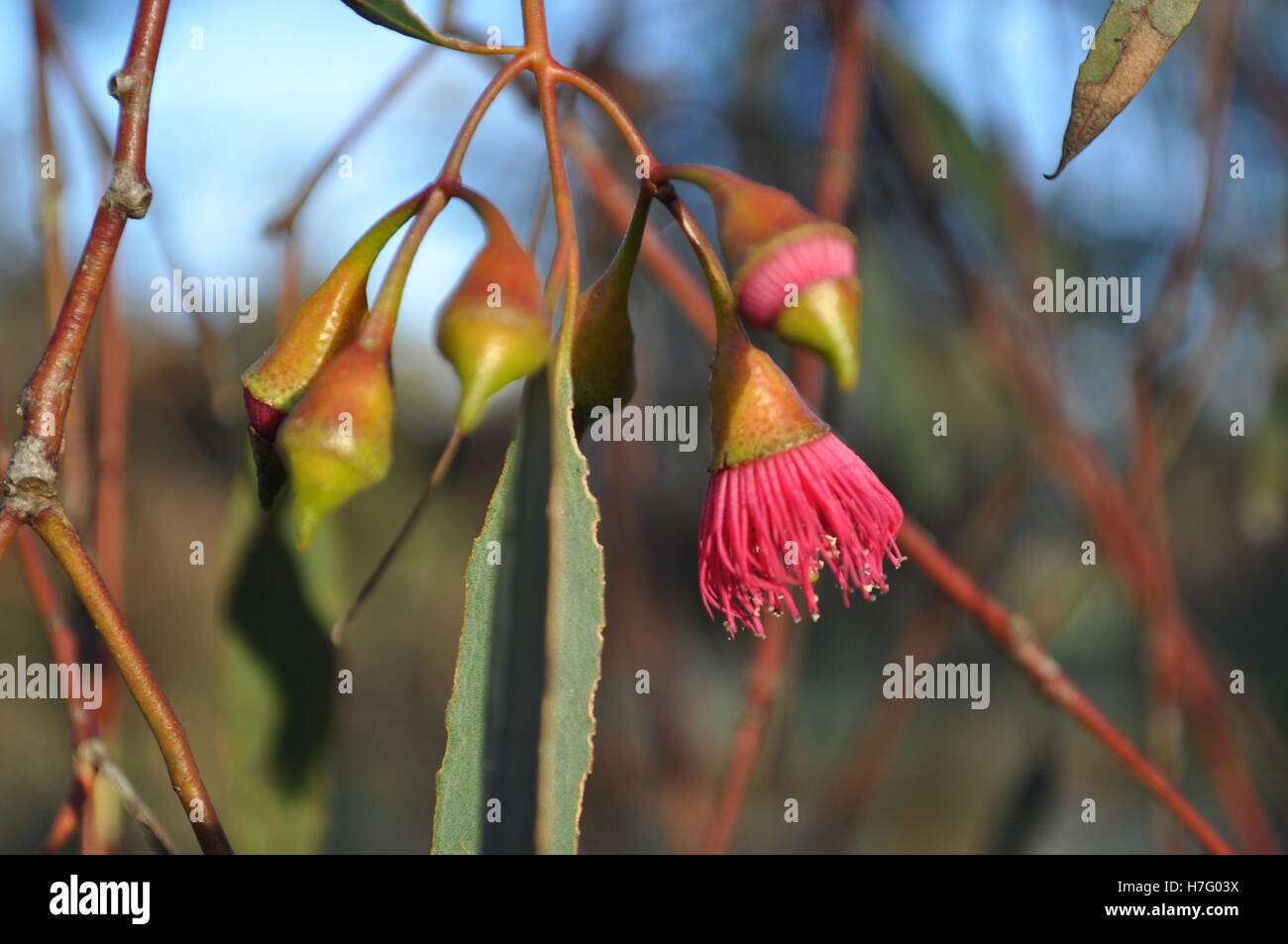 Gumnut flower side profile Stock Photo - Alamy