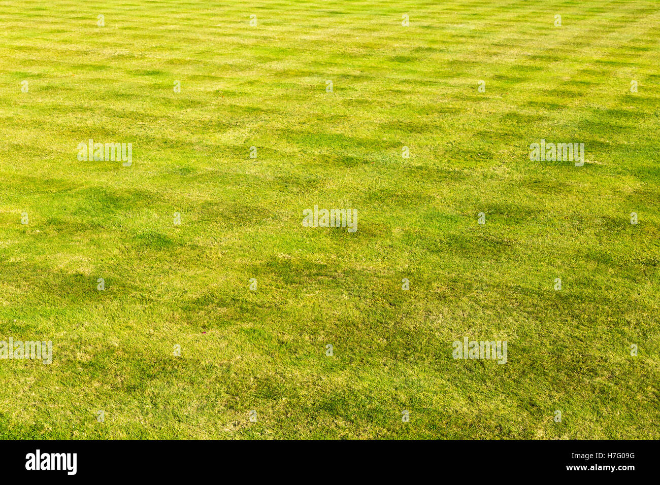 Freshly cut stripy lawn with long cross square cut striped grass in ...