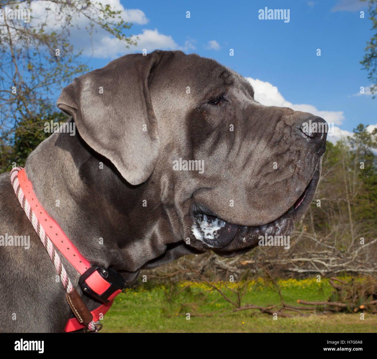 Purebred blue Great Dane on a grassy field with trees behind Stock ...