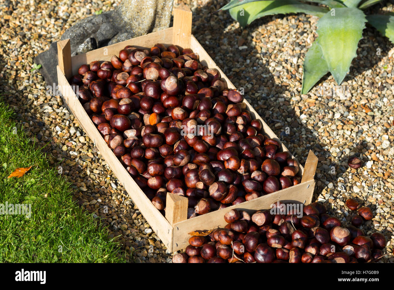Box collection of Horse Chestnut / Chestnuts / conquers – and ...