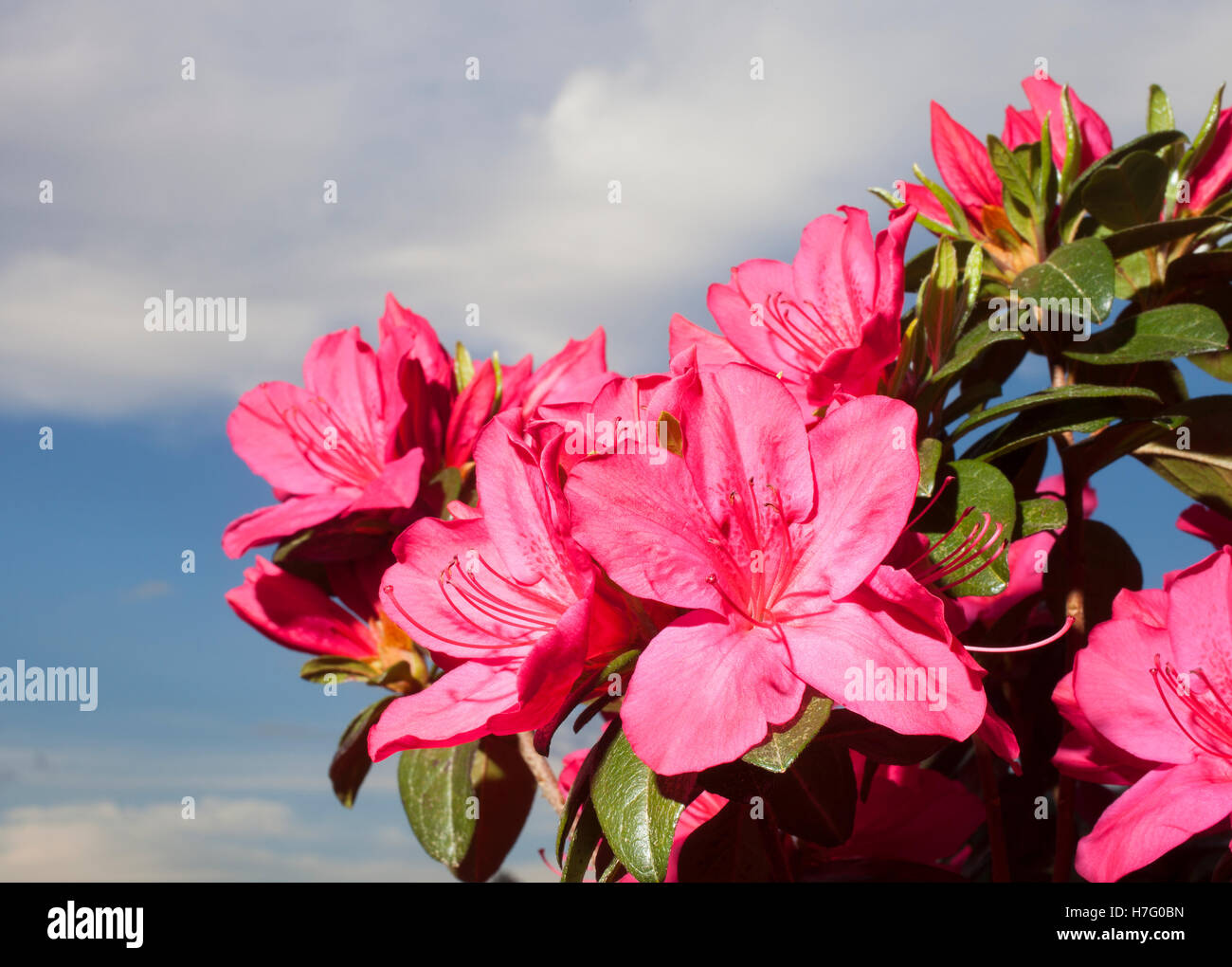 Bright azalea bush in bloom with the sky and clouds behind Stock Photo ...