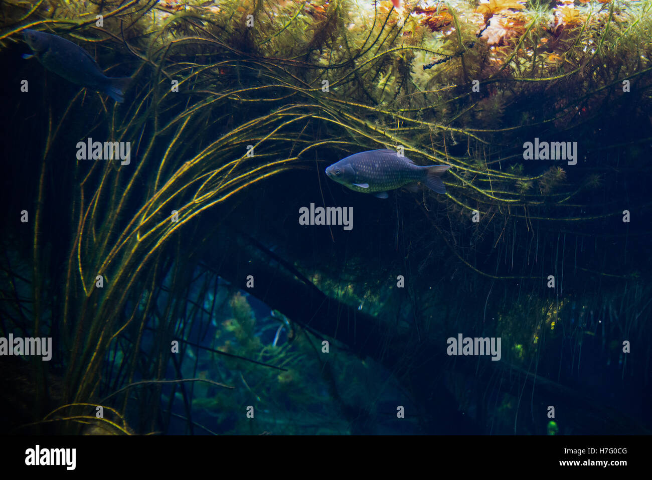 Wild common carp (Cyprinus carpio) in natural lake Stock Photo - Alamy