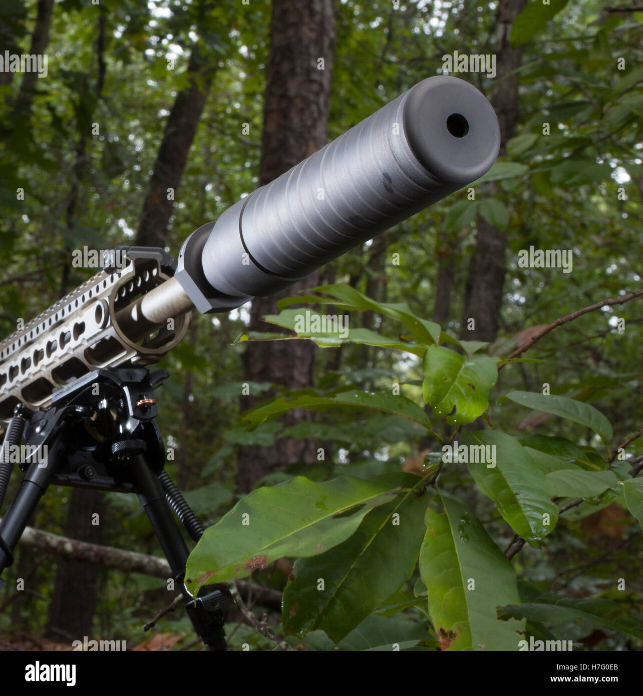 Modern sporting rifle in a forest with a suppressor mounted Stock Photo ...