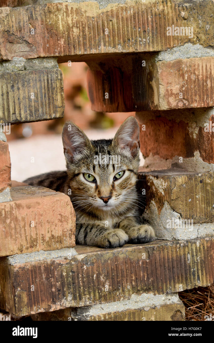 Tabby cat sitting on the bricks Stock Photo - Alamy