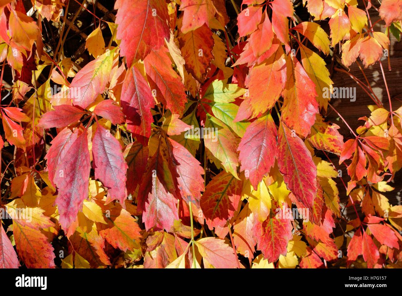 Russian Vine in Autumn Stock Photo - Alamy
