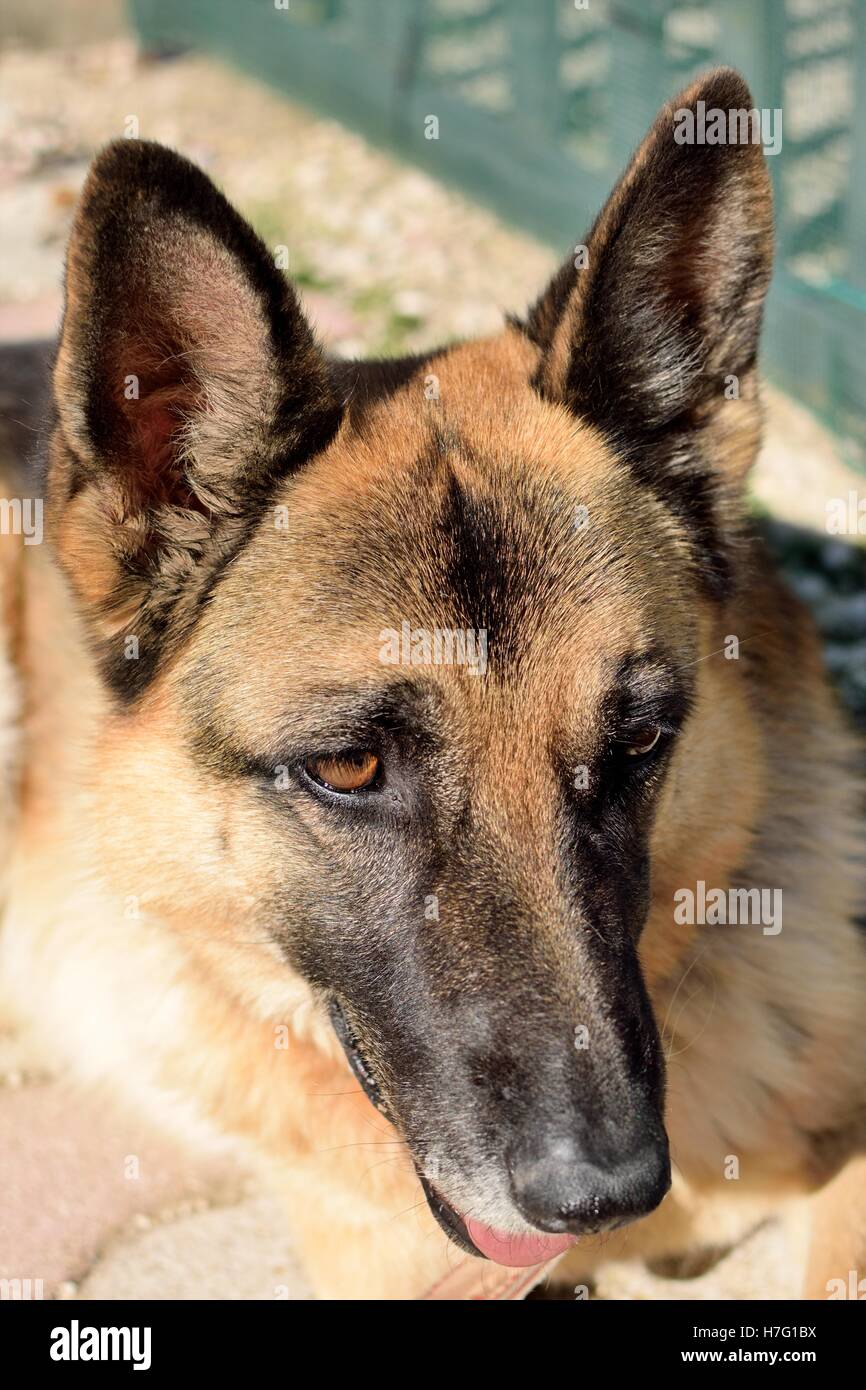 Portrait Alsatian High Resolution Stock Photography and Images - Alamy