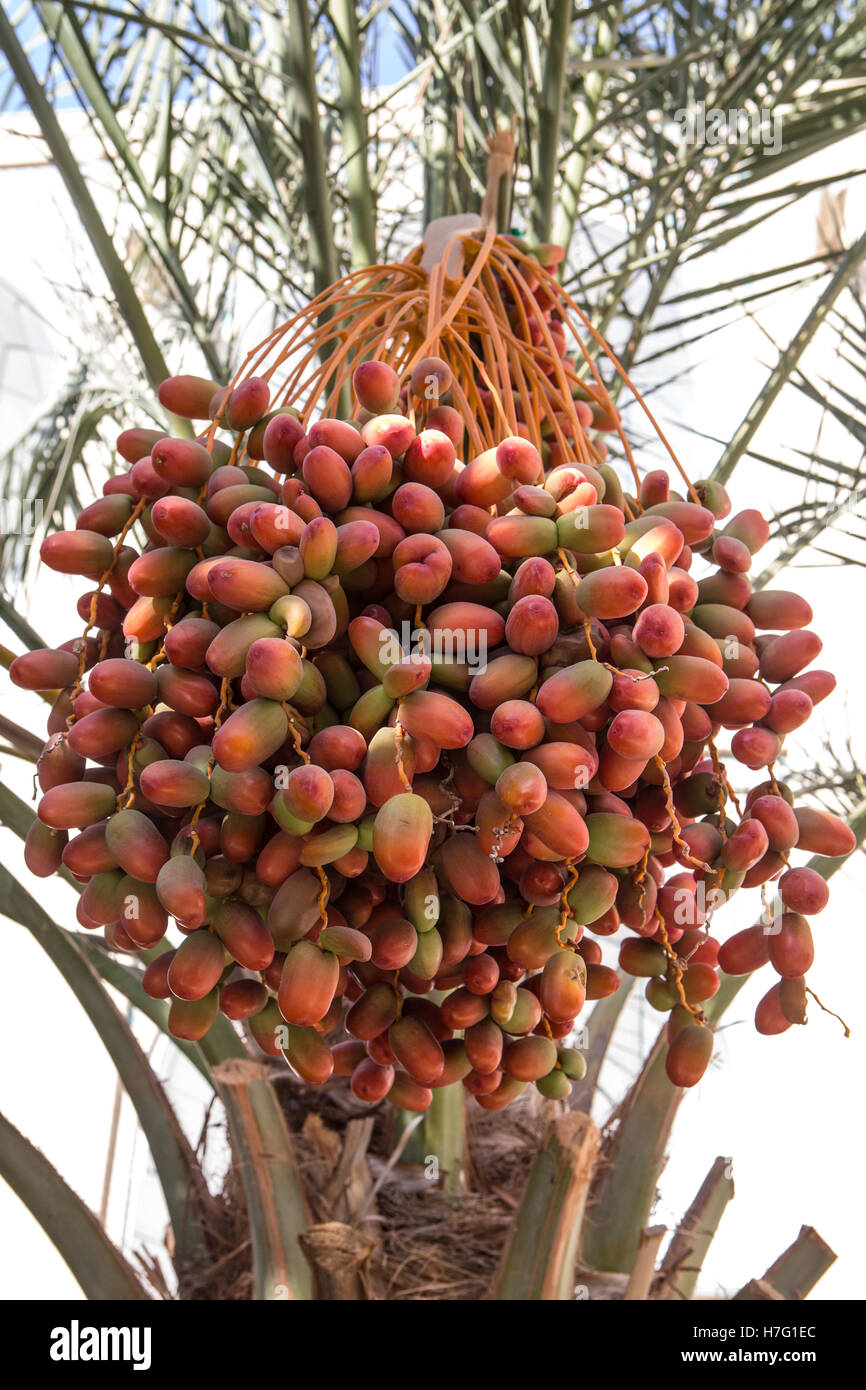 Dates hanging from a tree Stock Photo - Alamy
