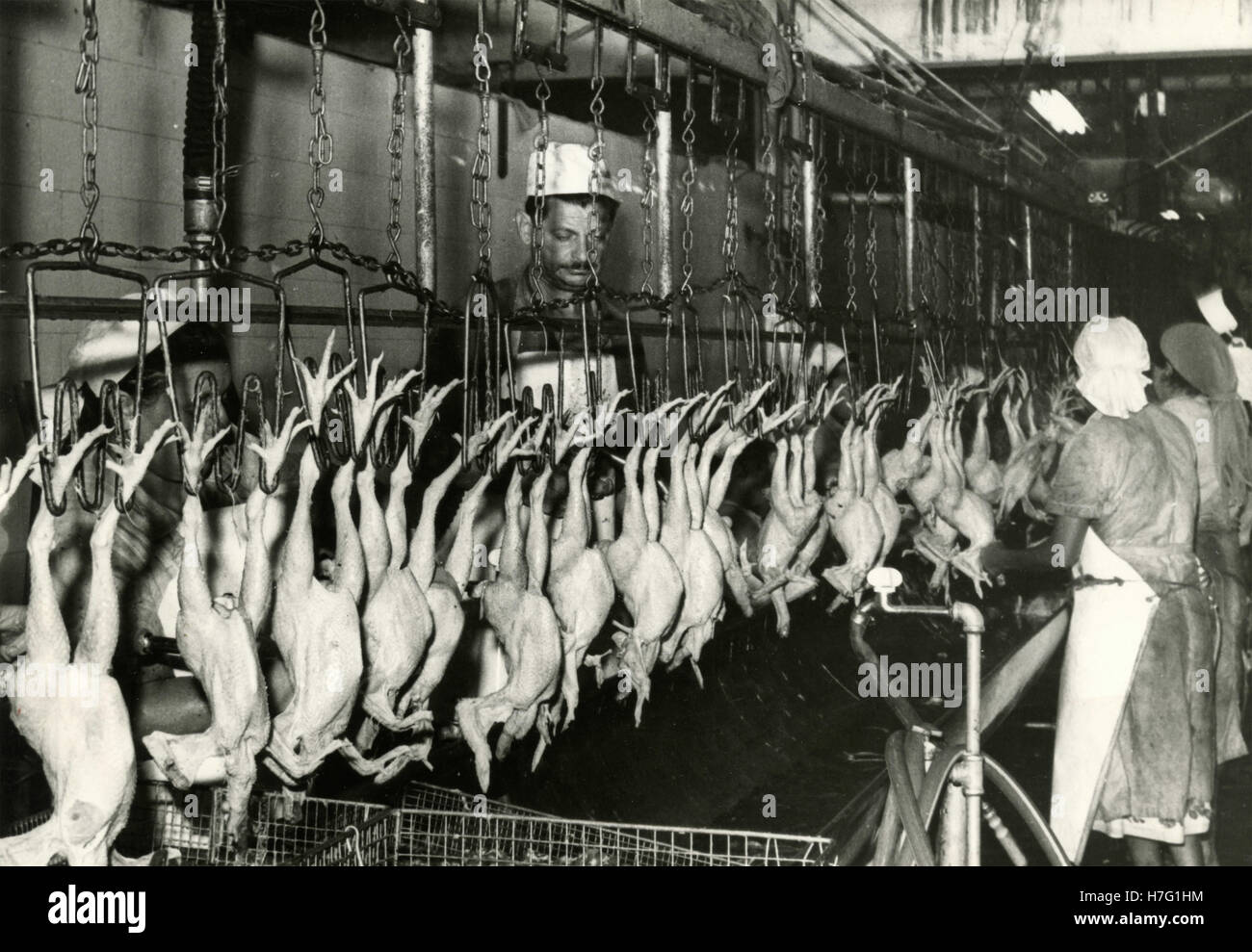 Chicken production plant, Germany Stock Photo - Alamy