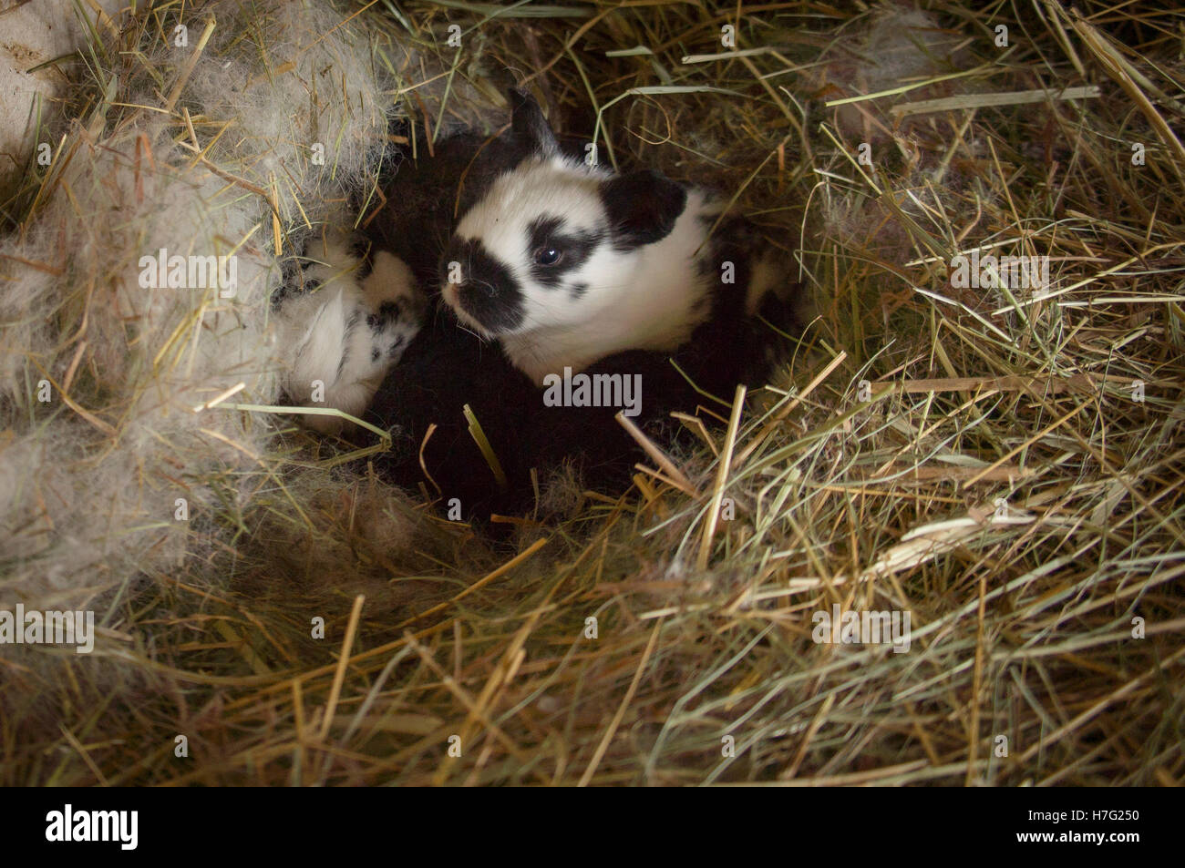 domestic rabbit, four days old newborn litter in nest, straw bedding in ...
