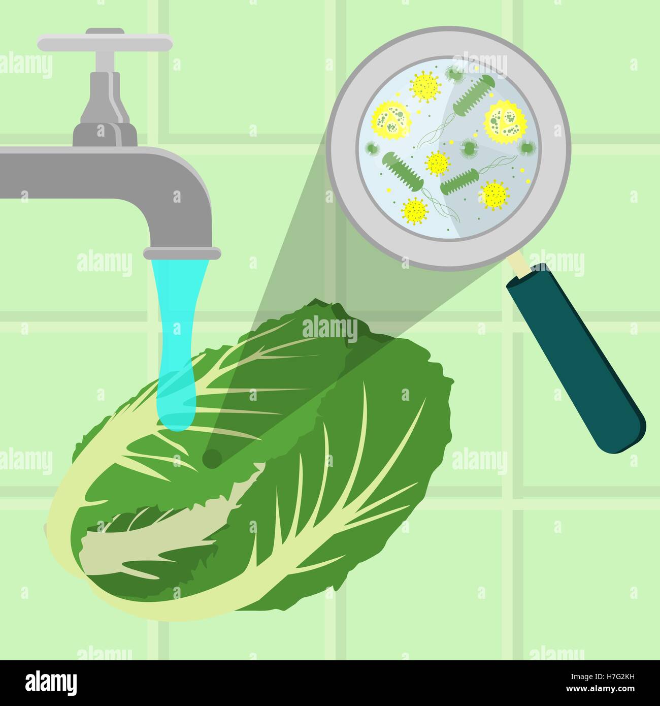 Contaminated cabbage being cleaned and washed in a kitchen ...