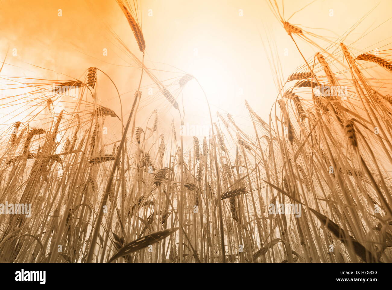 August country sunset hi-res stock photography and images - Alamy