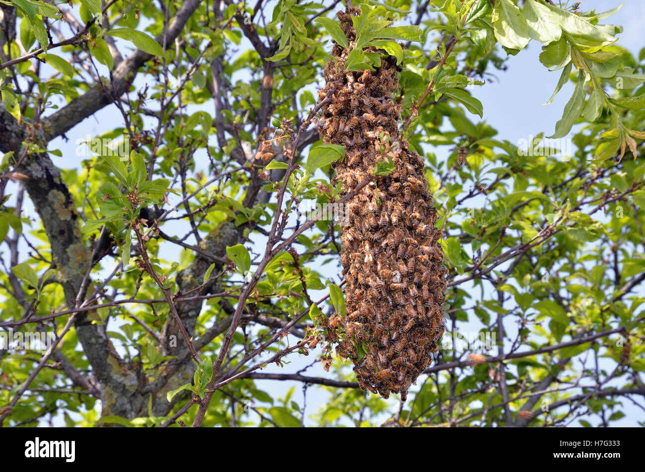 swarm of bees over the tree in countryside Stock Photo - Alamy
