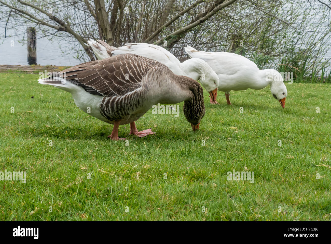 Three geese hi-res stock photography and images - Alamy
