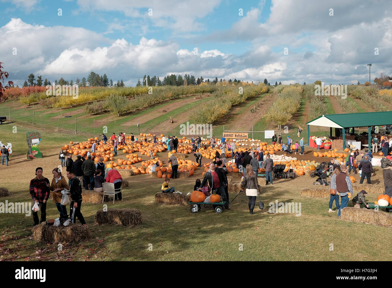 Green bluffs farm in Spokane, Washington, USA - Pumpkin season Stock ...
