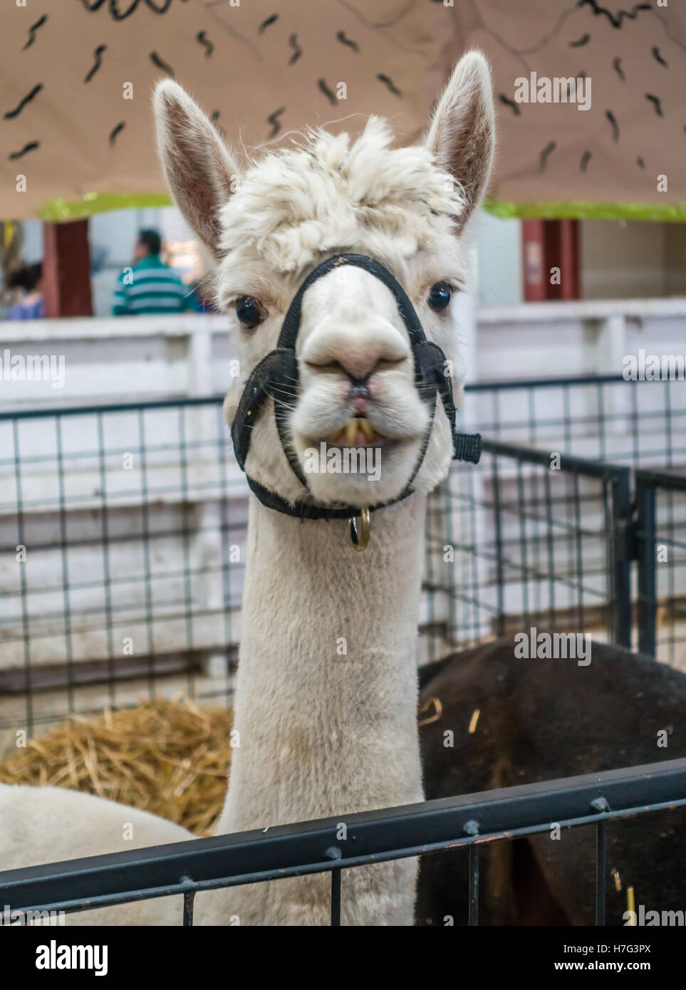 A portrait of a white Alpaca with pointy ears Stock Photo - Alamy