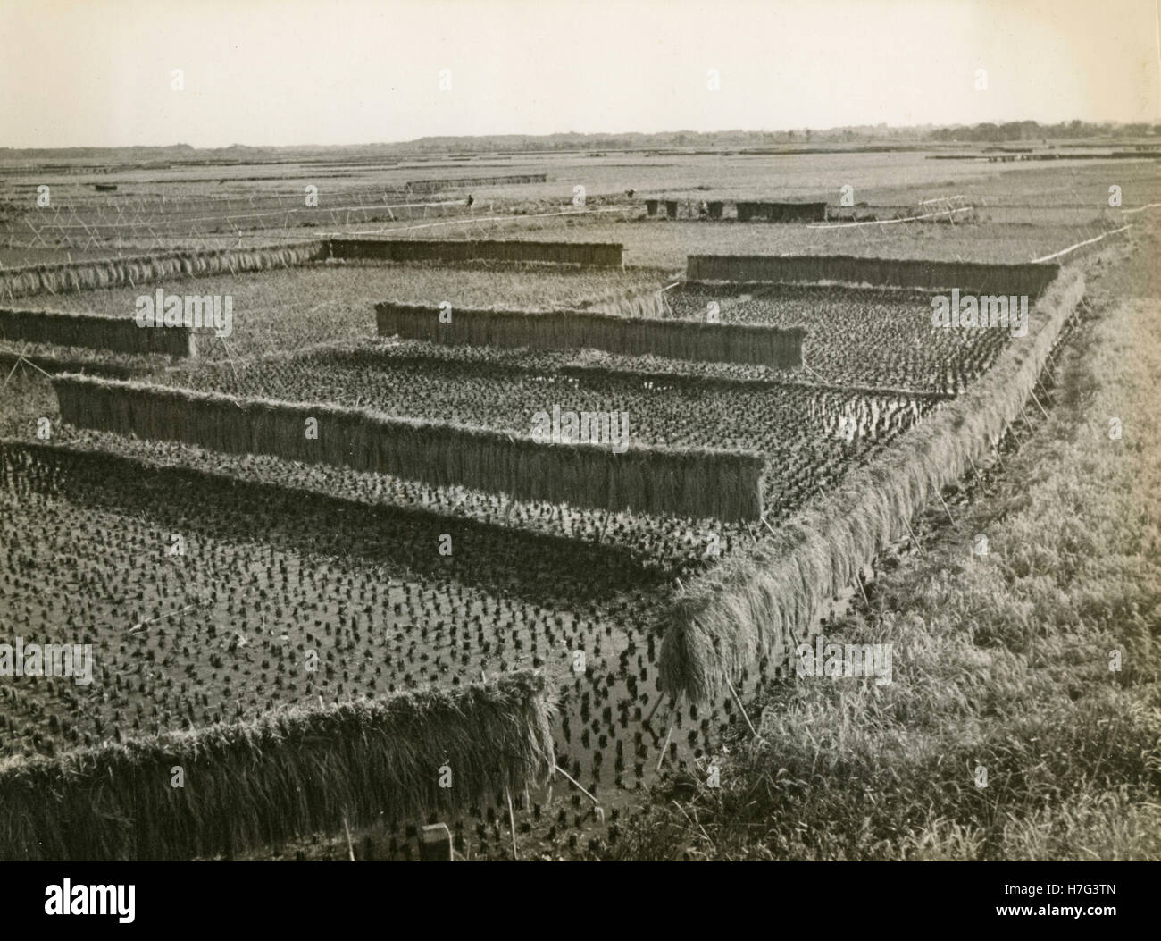 Rice field after harvest, Japan Stock Photo - Alamy