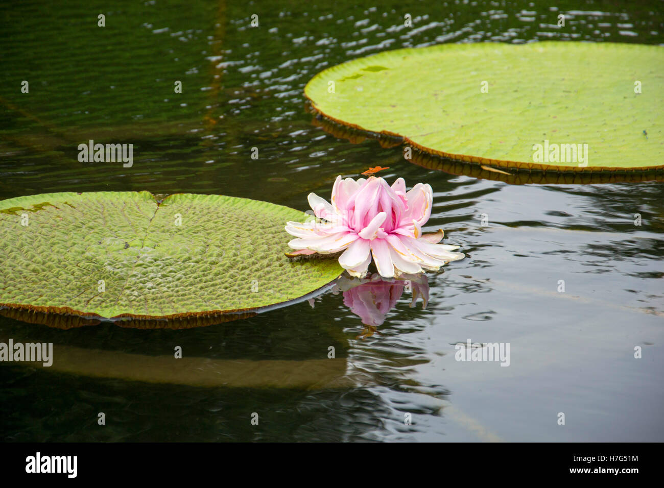 Opened lotus hi-res stock photography and images - Alamy