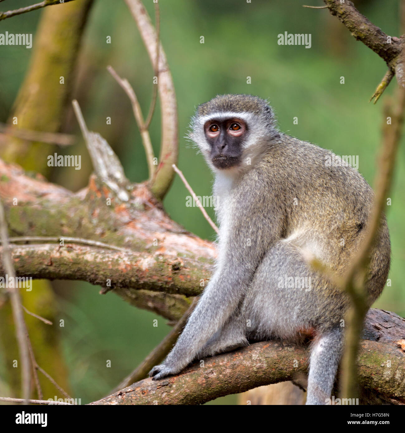 blur in south africa kruger wildlife nature reserve and wild monkey ...
