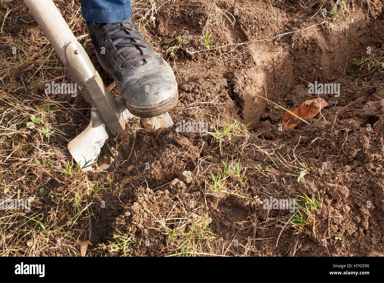 Agricultural work. Portrait of a man digging soil with shovel. Autumn ...