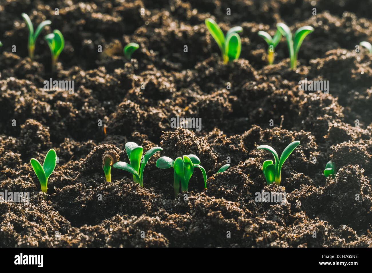 young green sprout in the ground at garden bed close up Stock Photo - Alamy
